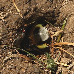 Hummel-Arten: Bombus terrestris am Nesteingang
