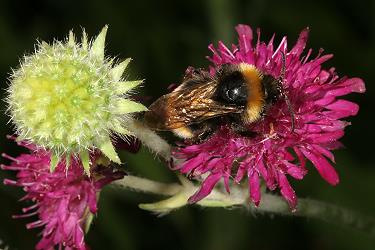 Kuckuckshummel-Arten: Bombus vestalis