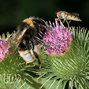 Kuckuckshummel-Arten: Bombus vestalis