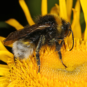 Kuckuckshummel-Arten: Bombus vestalis